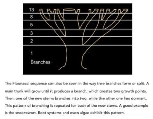 What Is The Fibonacci Sequence? (3 Key Ideas) – JDM Educational